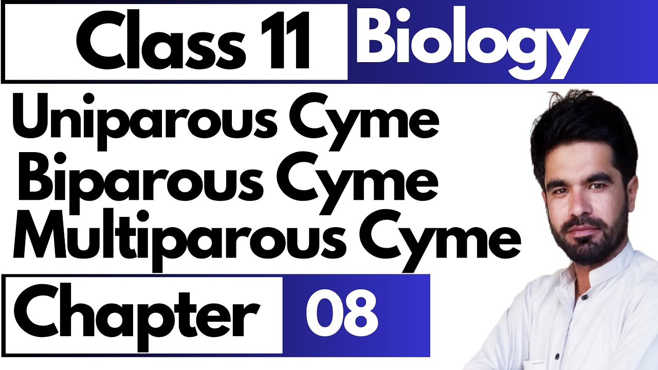 Uniparous Cyme, Biparous cyme and multiparous cyme || 11th biology chap ...