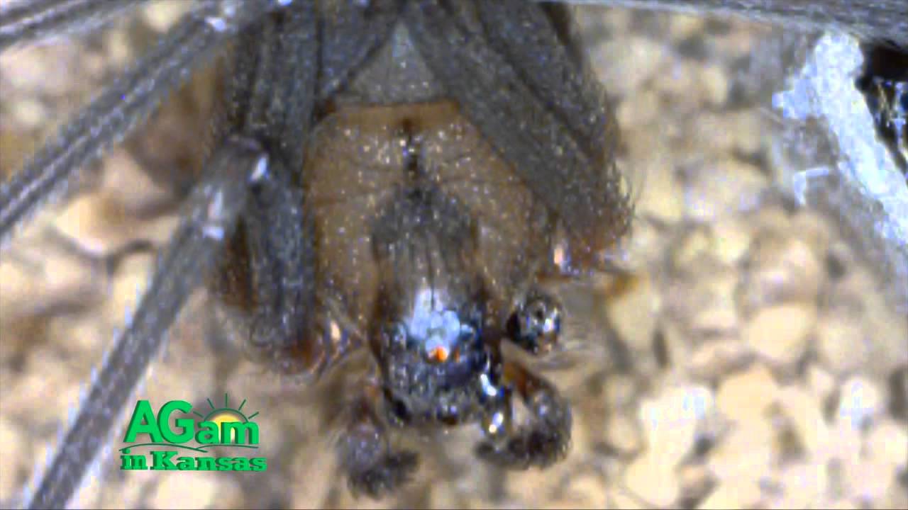AGam in Kansas - Brown Recluse Spider - April 7, 2016 - YouTube