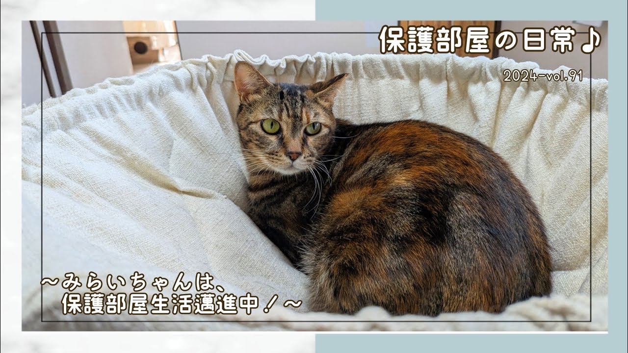 保護部屋の日常♪ ～みらいちゃんは、保護部屋生活邁進中！～ 2024-vol.91 - YouTube