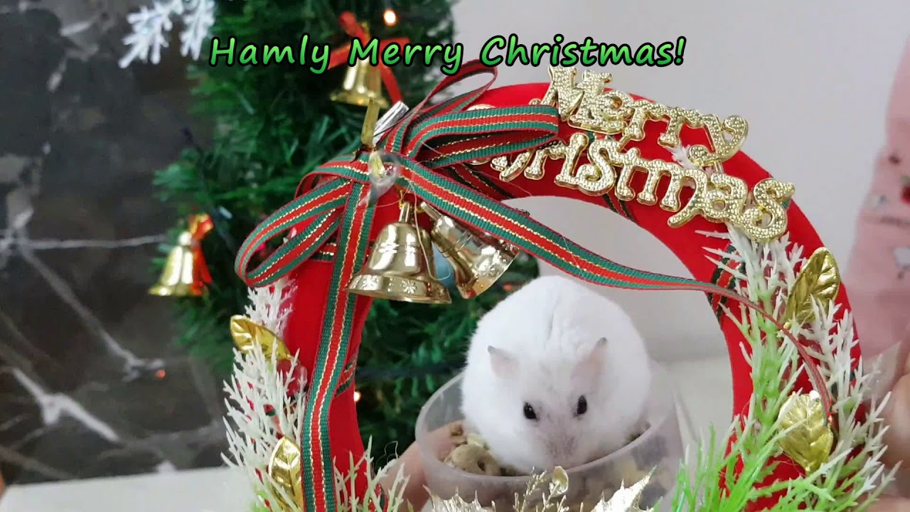 Happy Hamly Christmas! - YouTube