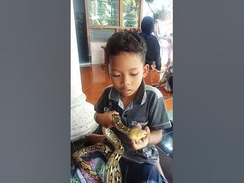 bermain dengan phyton - YouTube