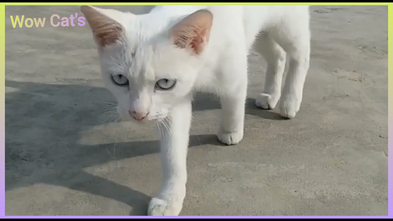 Cat's have Attitude also (check attitude of my cat 😸😺) wow Cat's 😺😺 ...