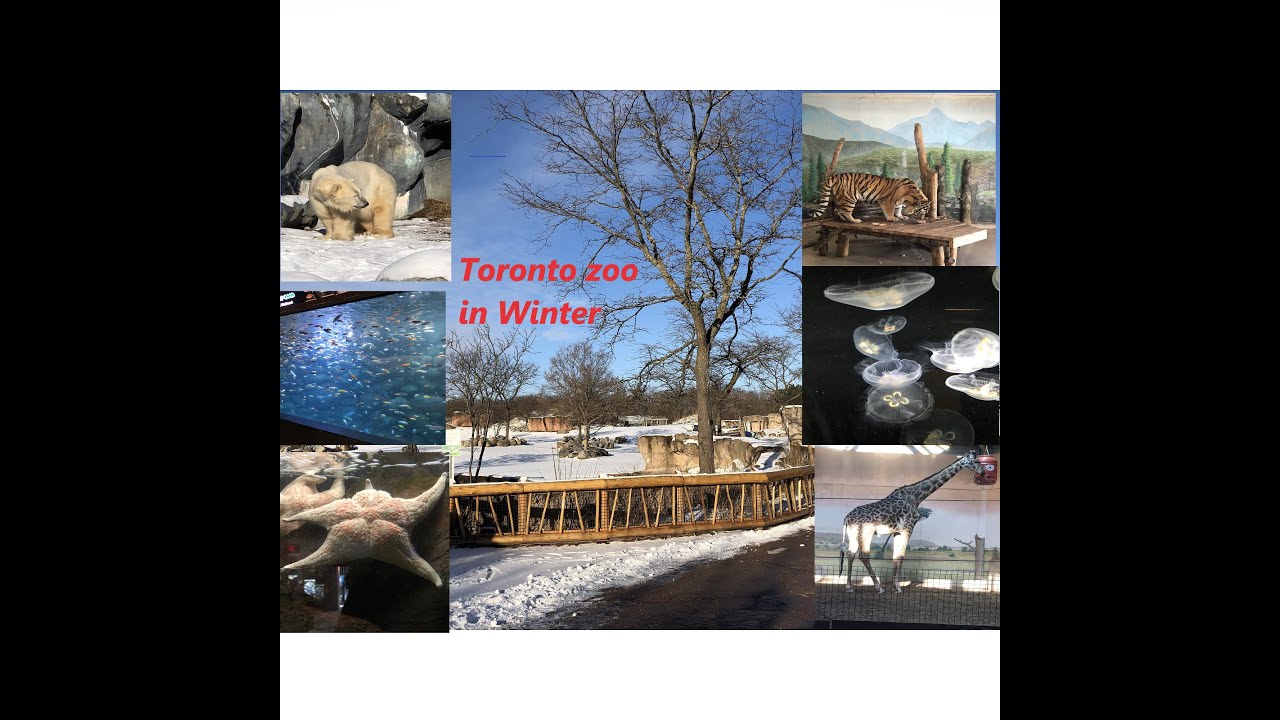 Toronto Zoo in winter - YouTube