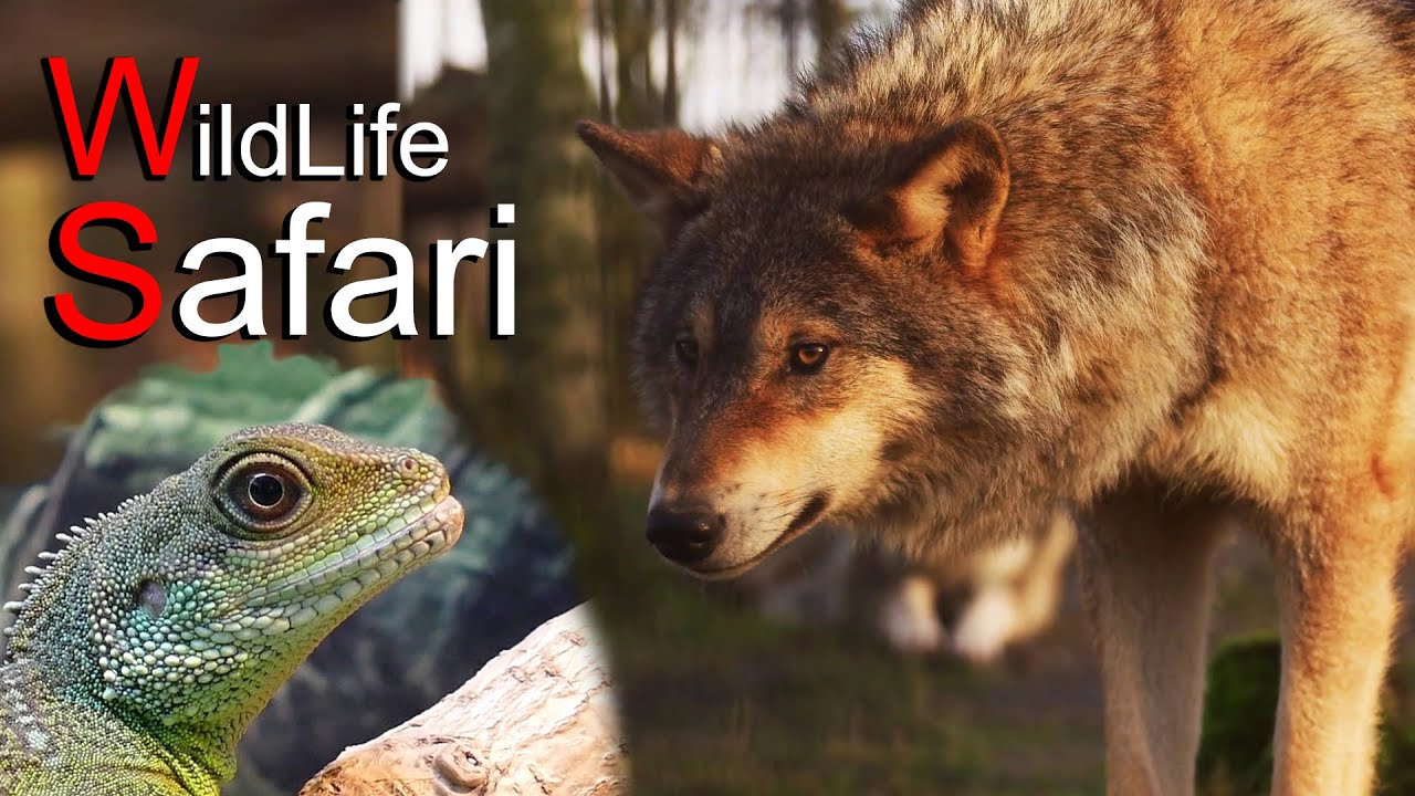 Wild Life Full HD VIDEO 4K 1080 60p Vision Ultra HD Video - ONE HD ...