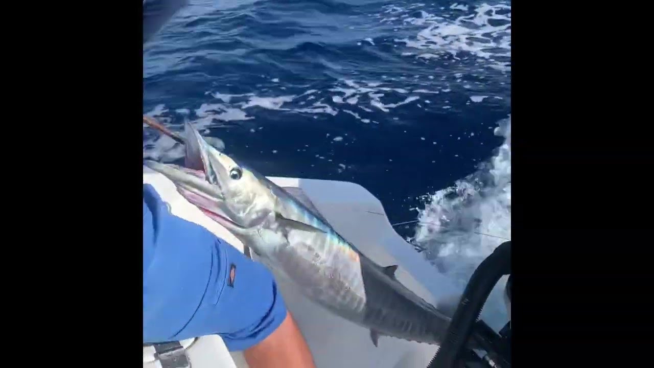 [WAHOO HIGH SPEED TROLLING] TAKING DRAG ! Huge (WAHOO) BIG GAME FISHING ...