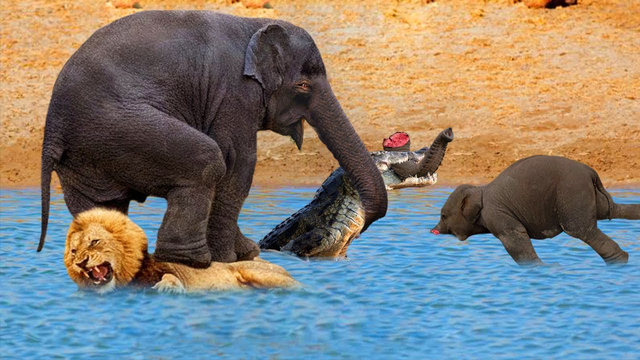Super Mom! Angry Elephant Mother Bravely Defeat Lion And Crocodile To ...