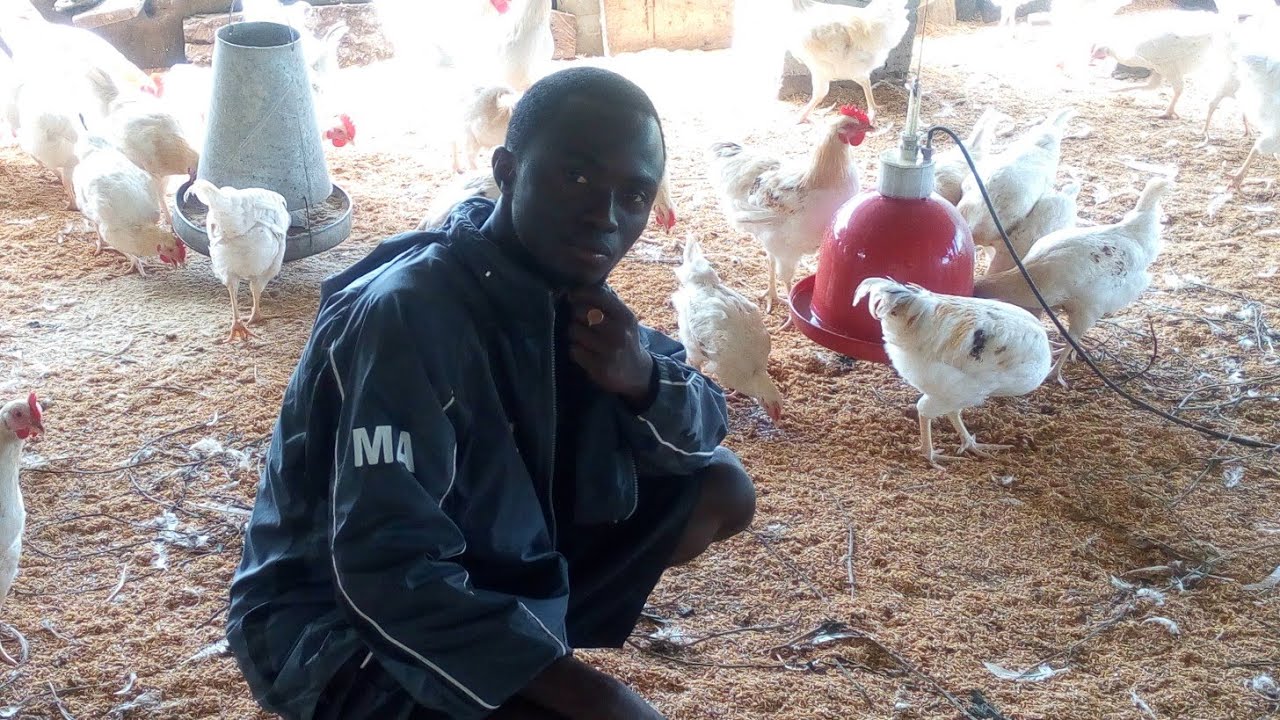 Élèvage de pondeuses installations moderne - YouTube