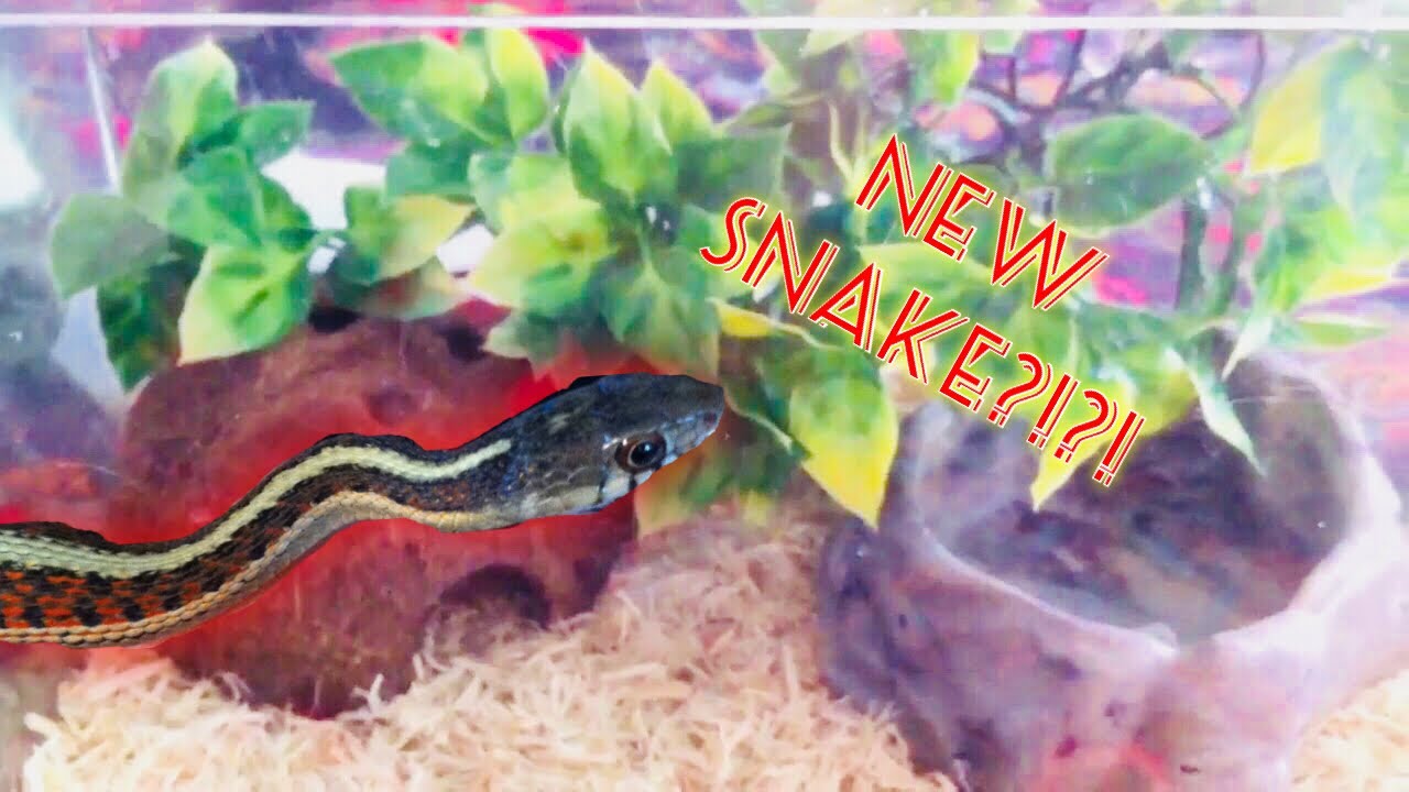 New Snake Cage Setup - YouTube
