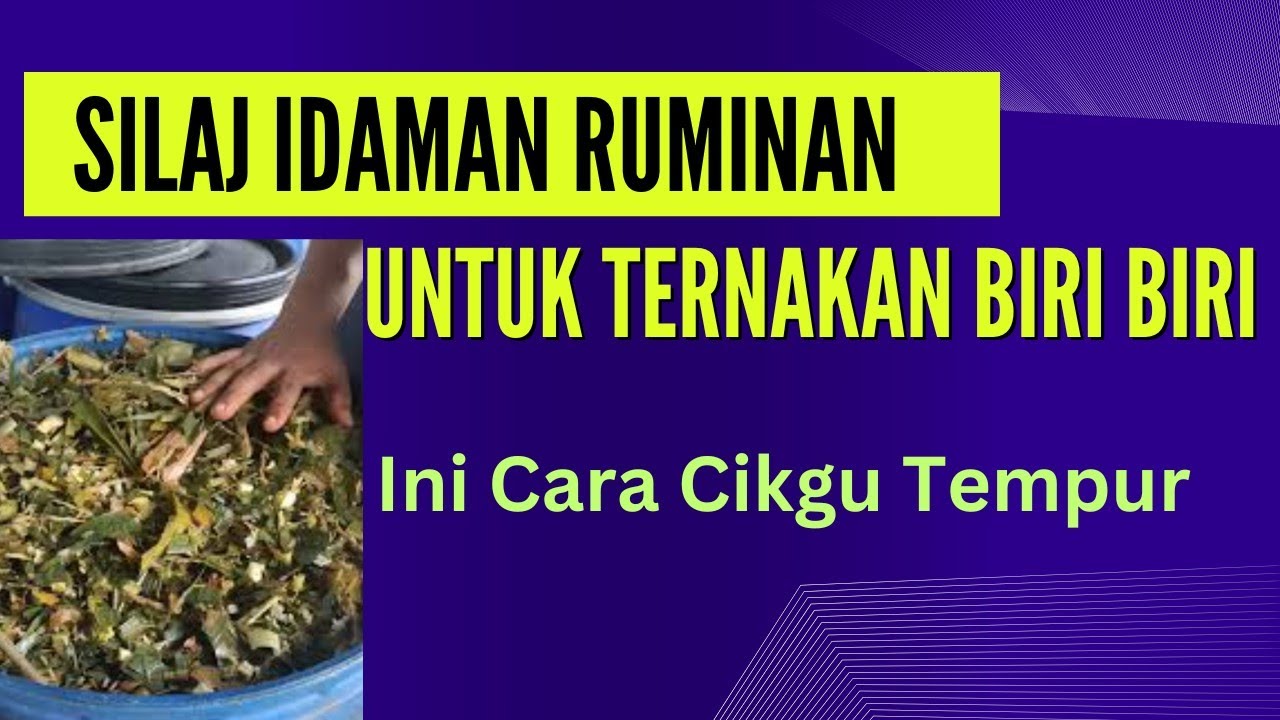 Ep 155: Silaj Napier Kegemaran Kambing Biri Biri! Ini Caranya pembuatan ...