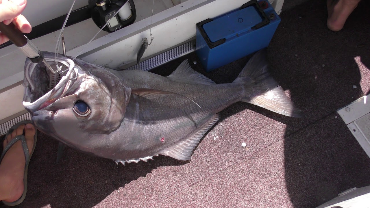 Deep Drop fishing Blue eye trevalla SEQ - YouTube