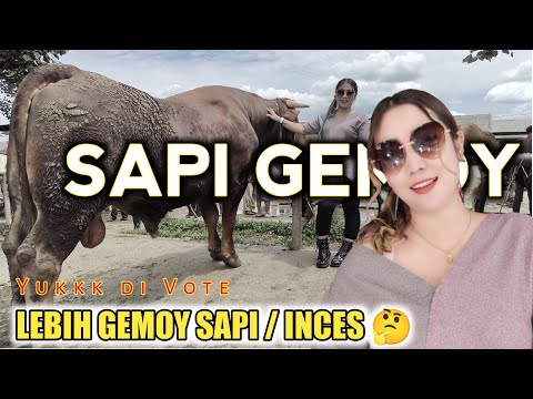 ADU GEMOY BARENG SAPI INI KIRA\