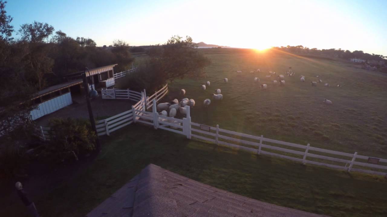 Mission Ranch Sheep (Carmel, CA) - YouTube