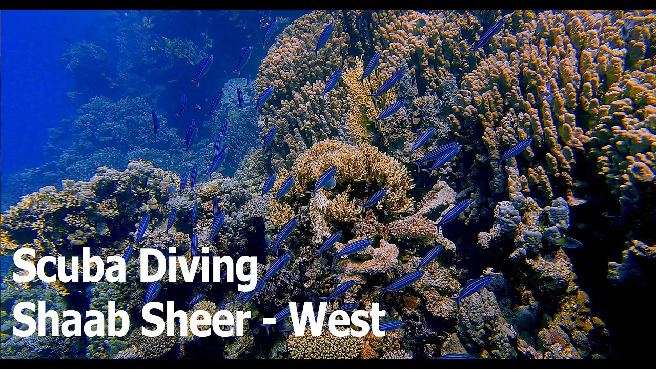 Scuba Diving Shaab Sheer- West - YouTube
