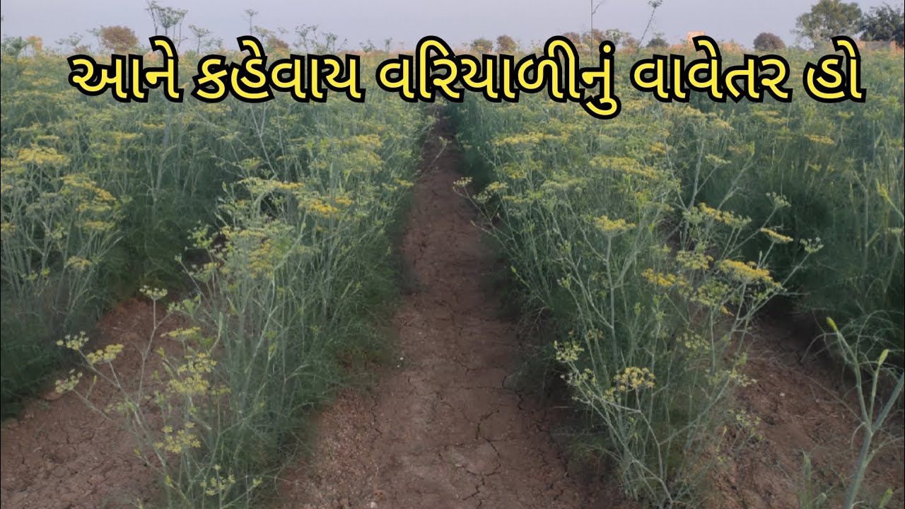 | વરીયાળી નું વાવેતર હો | variyali nu vavetar ho | - YouTube