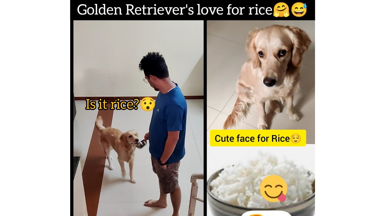 Can dogs eat rice|| Golden Retriever enjoy eating rice||🤗 - YouTube