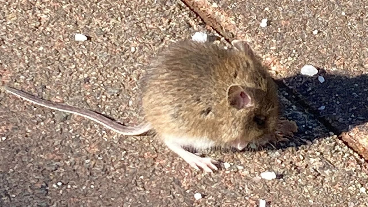 Me freaking out over a mouse. - YouTube