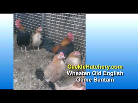 Wheaten Old English Game Bantam Chicken Breed (Breeder Flock) | Cackle ...