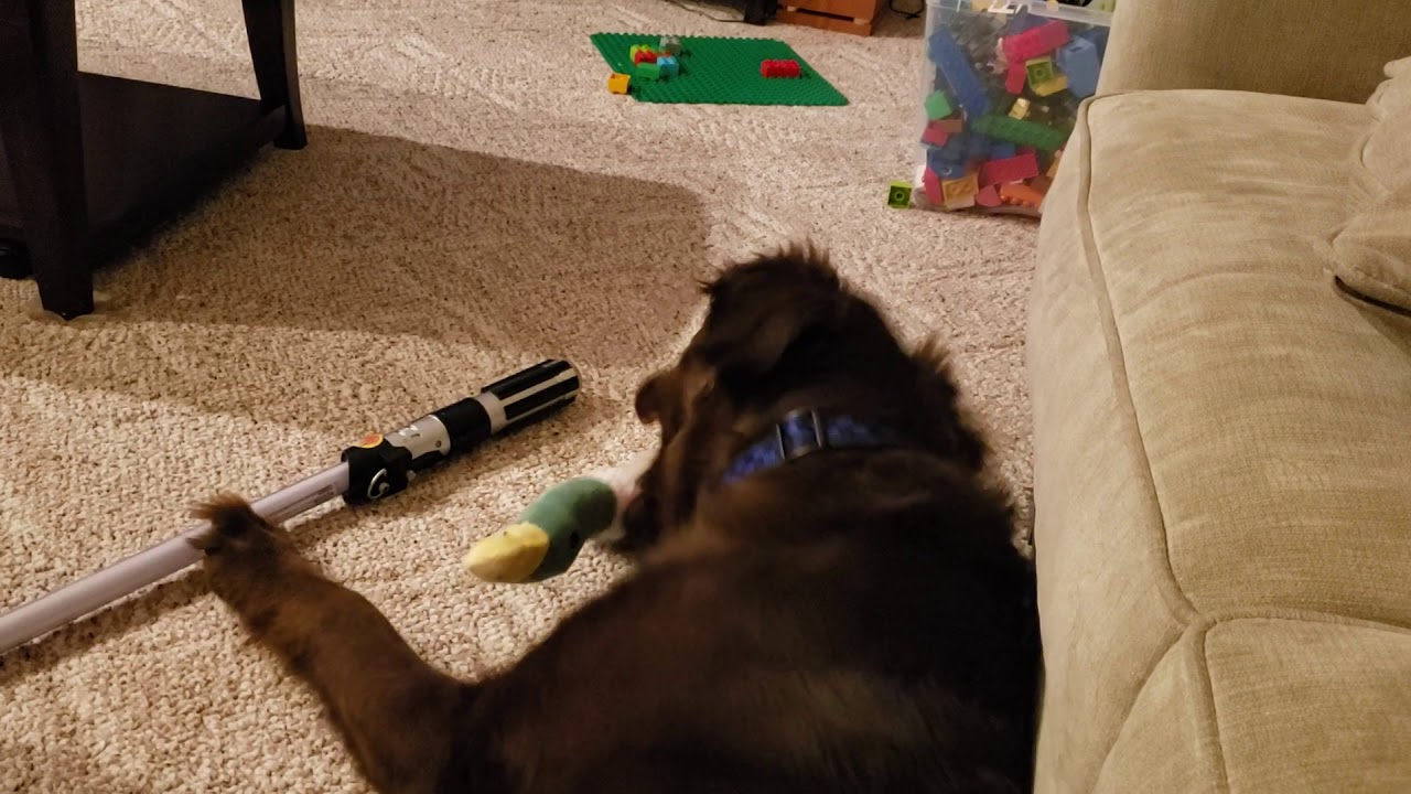 Koko and her duck - YouTube