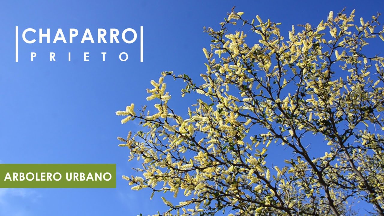 Chaparro Prieto - Regio Flora - YouTube