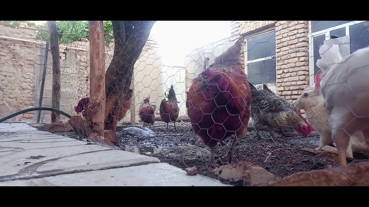 Enjoying Iran's local poultry - YouTube