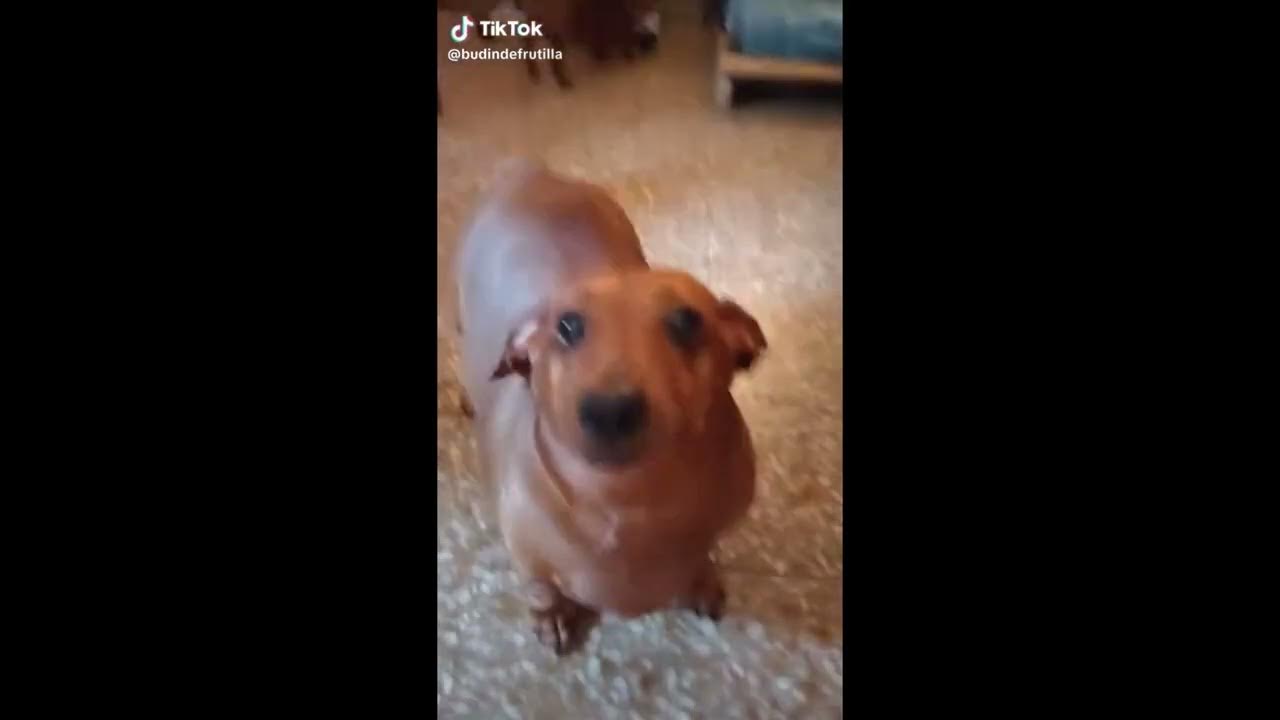 Perro Salchicha Gordo Bachicha - YouTube