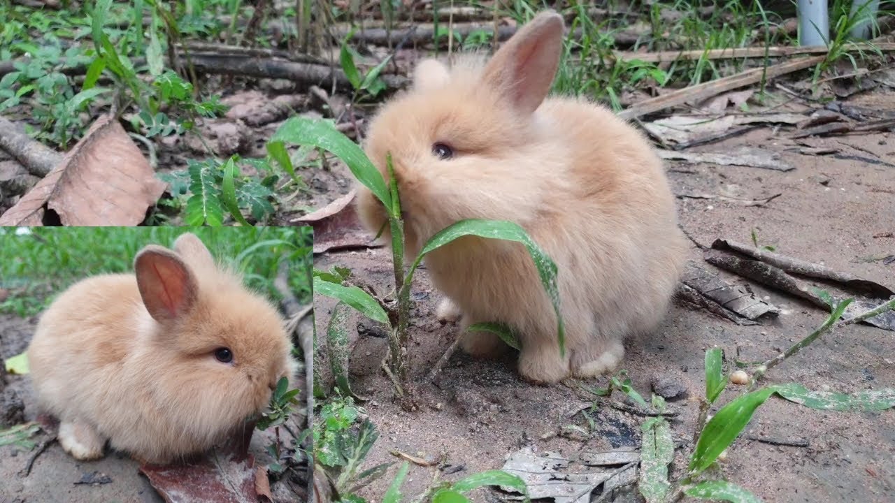 Cute rabbit hybrid from Holland lop and Lionhead - YouTube