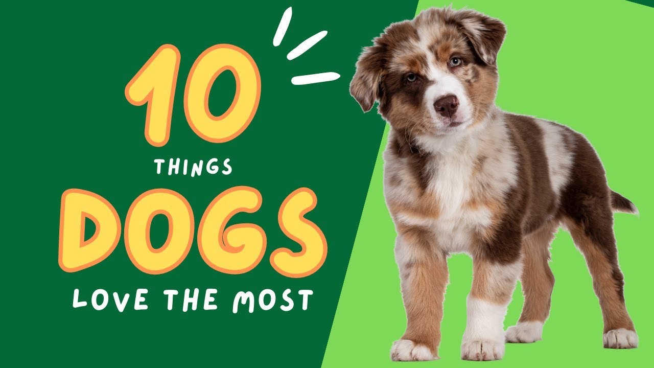 10 Things Dogs Love the Most - YouTube