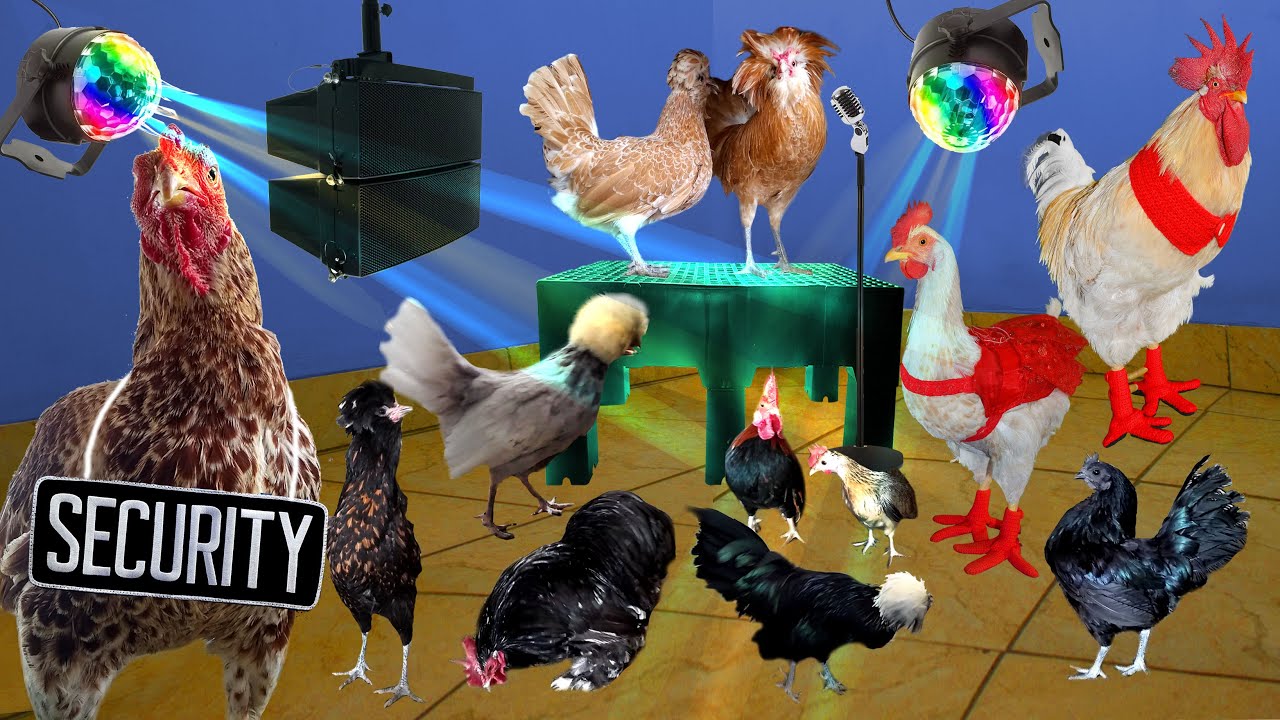 La Mejor Fiesta de Gallinas y Gallos 🐔🐓 - YouTube