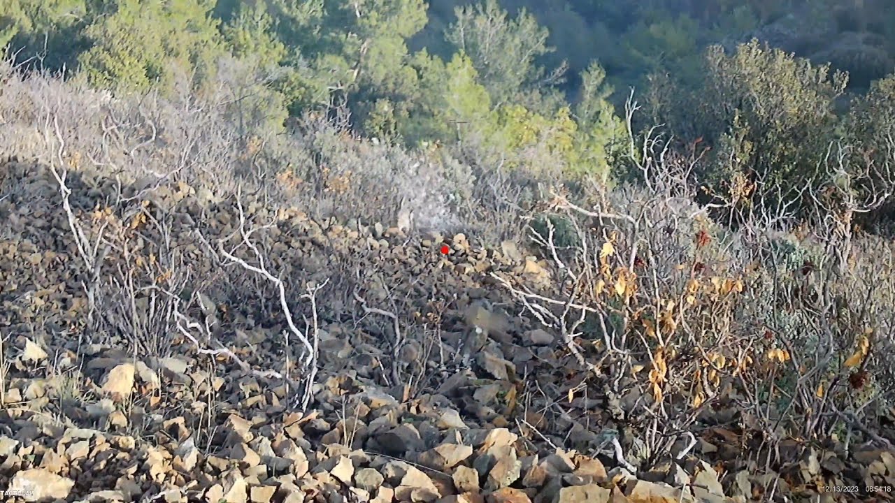 Κυνηγι λαγου στην Κυπρο(74)(ΣΧ).Hunting Hare in Cyprus 🇨🇾. Caccia alla ...