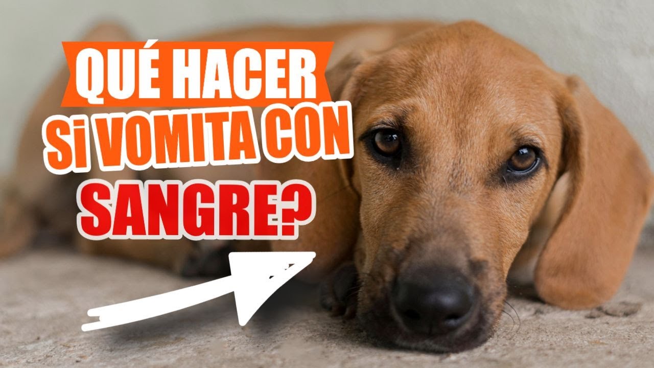 ¿QUÉ HACER si mi Perro VOMITA SANGRE? 🐶🩸Causas y Soluciones - YouTube
