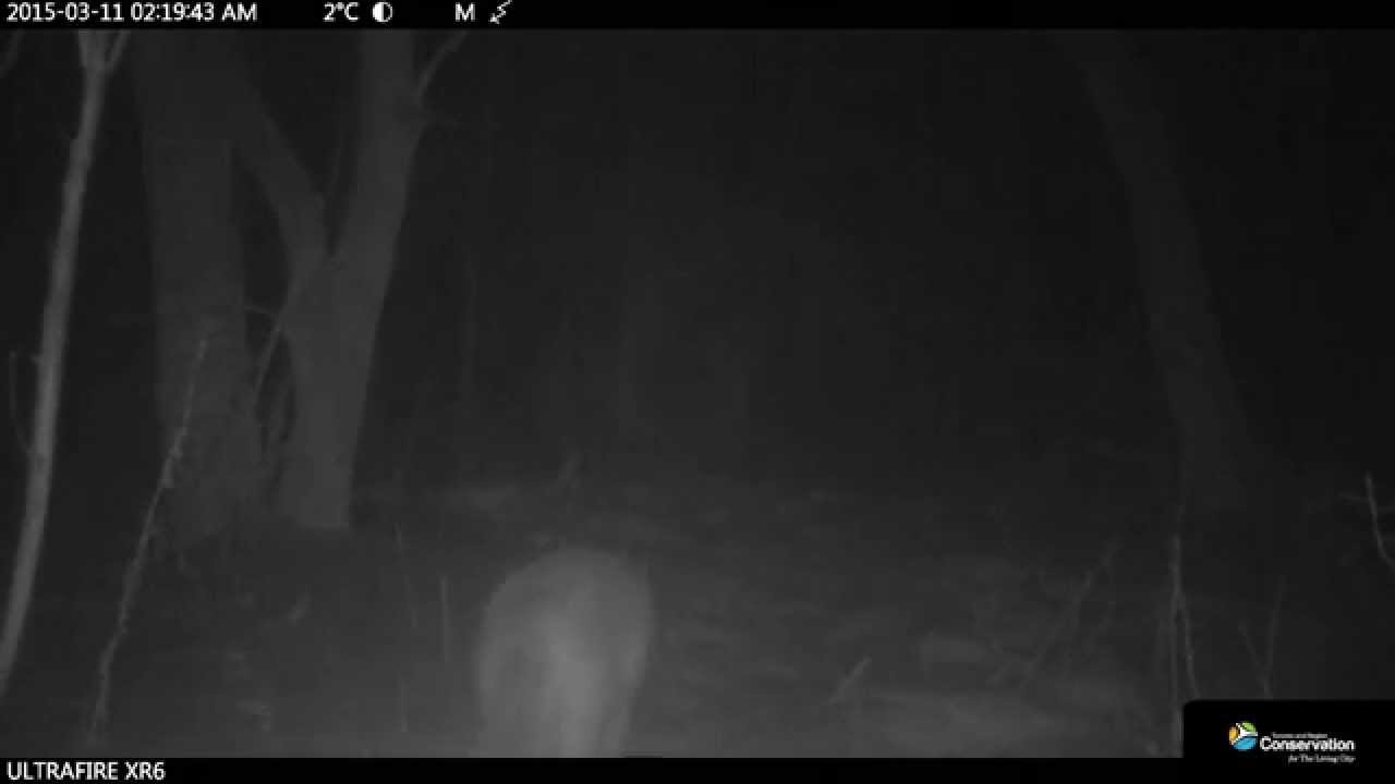 Coyote - Scarborough Wildlife Trail Camera (night vision) - YouTube