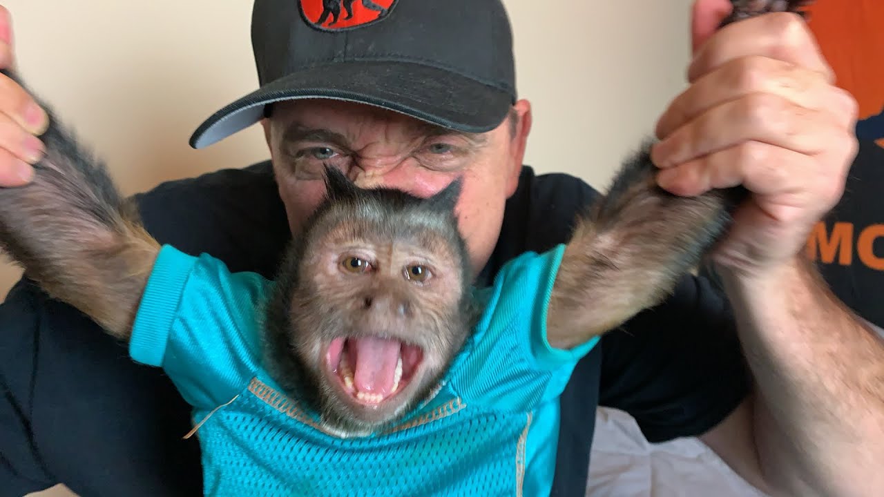 Capuchin Monkey Fun Time! (LIVE) - YouTube