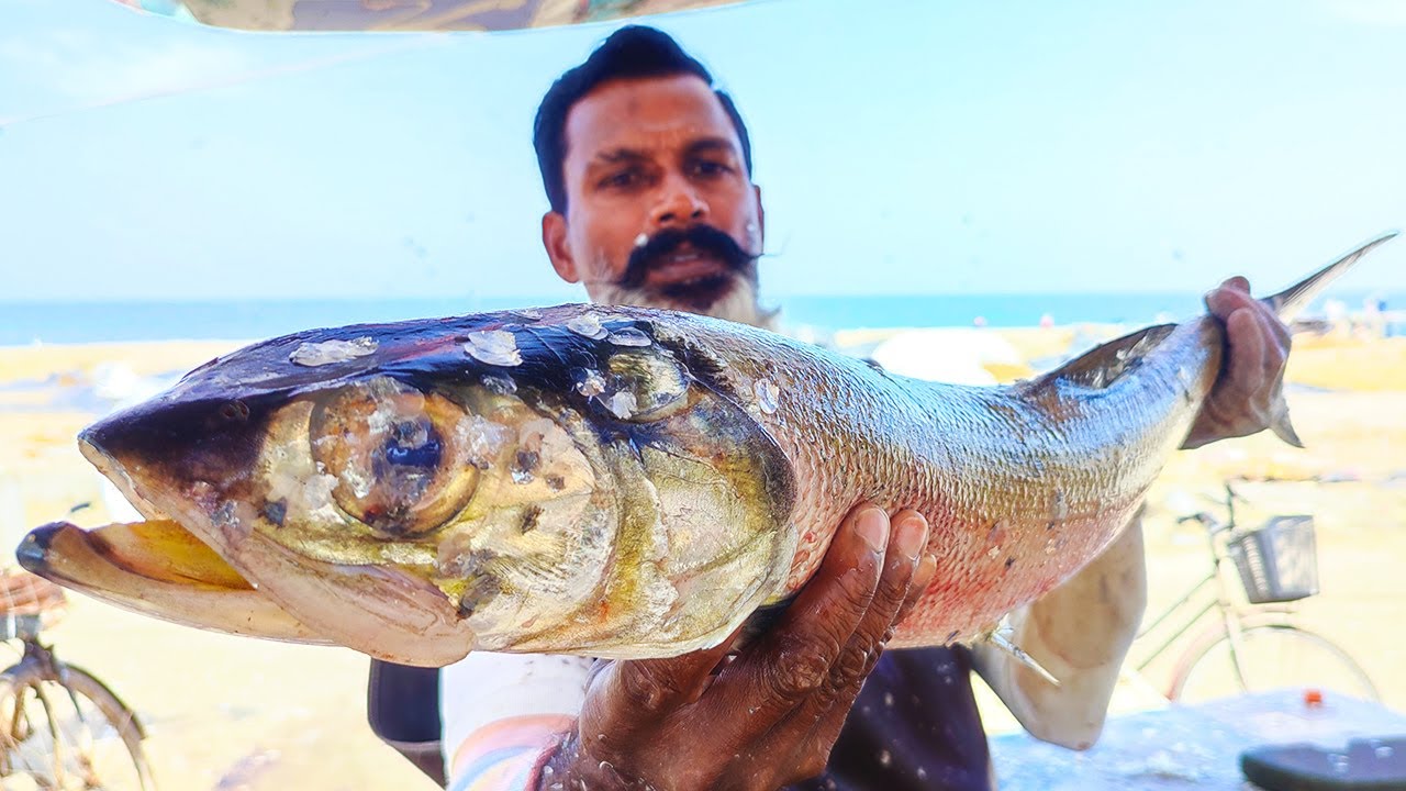 Huge Ladyfish ( Ten Pounder ) Cutting - YouTube