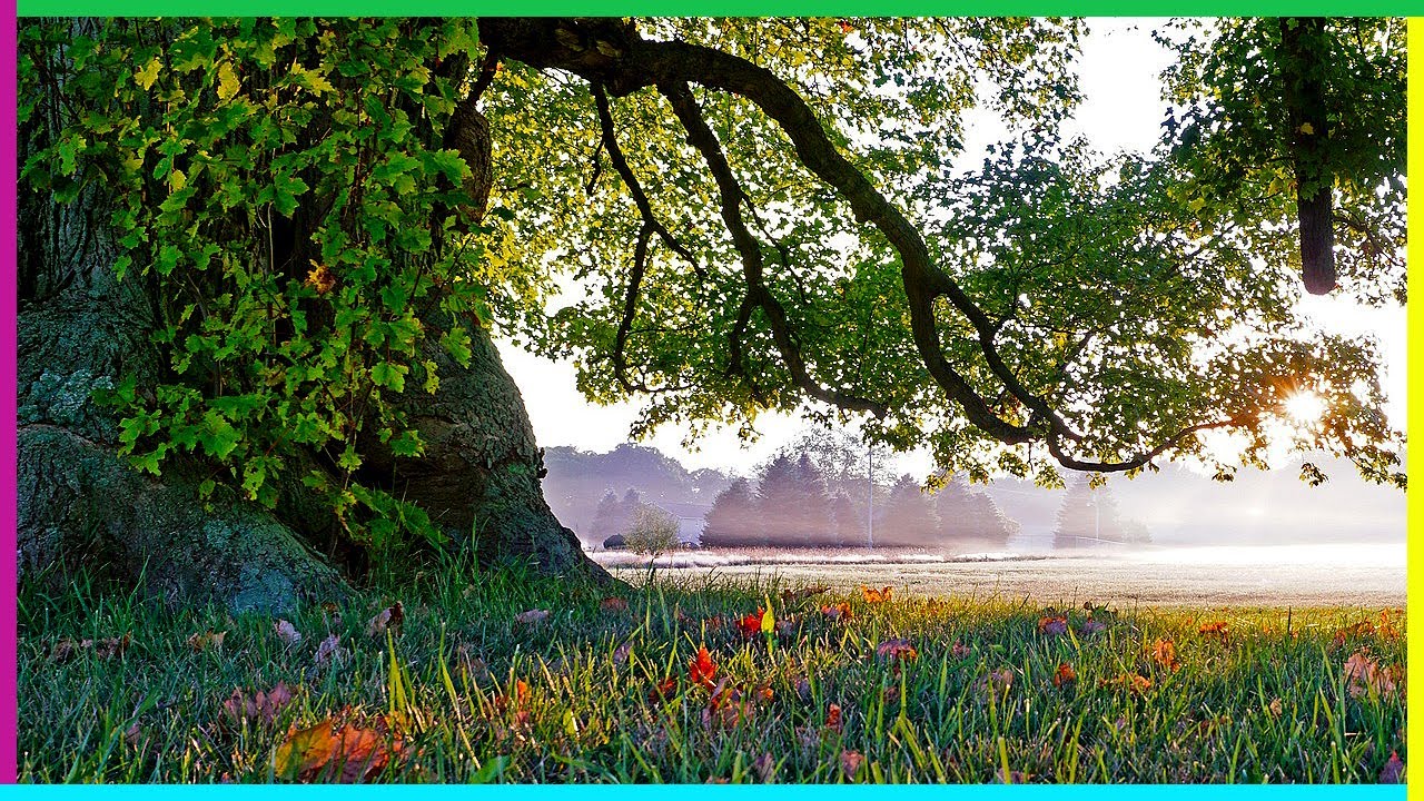 REFRESHING BIRDS SOUNDS IN THE MORNING 아침 새소리 - YouTube