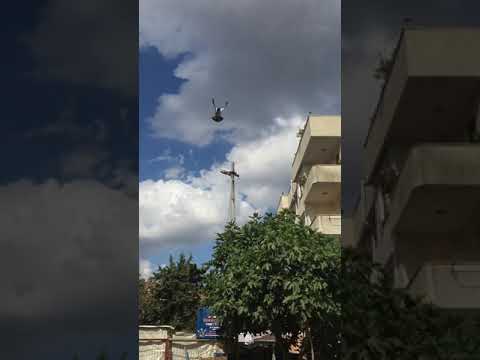 Taklacı güvercin mardin güvercini oyunkuşu güzel sefer mükemmel atma seferli güvercin güvercin