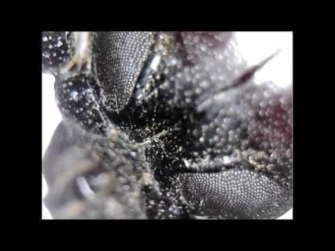 dissecting a rotten beetle under a microscope - YouTube