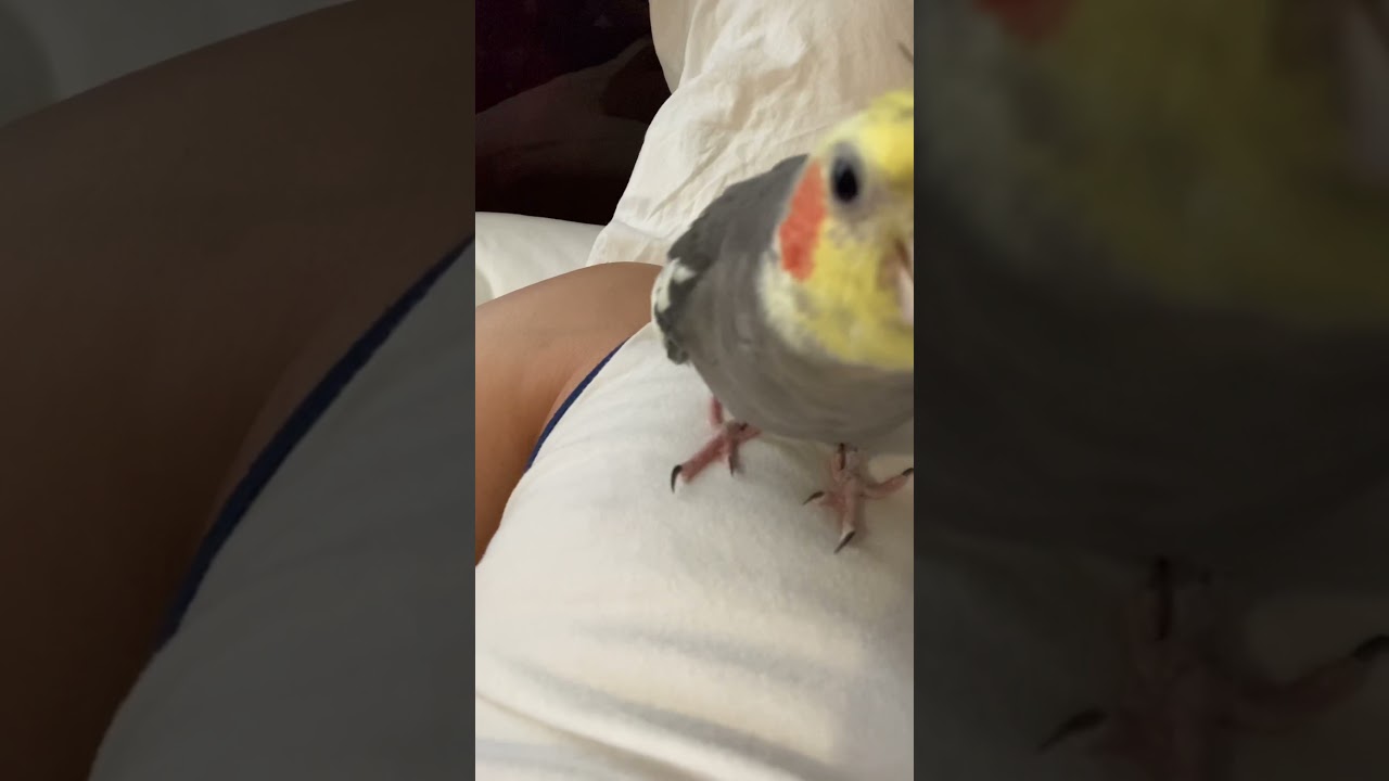 Cockatiel Bird Hissing at Pamela Beeler blog