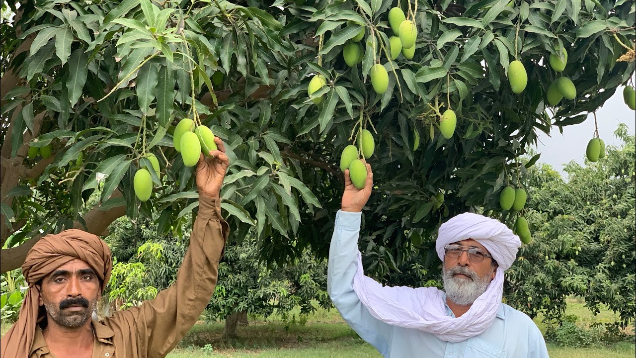 A visit to mangoes garden /natural beauty view - YouTube