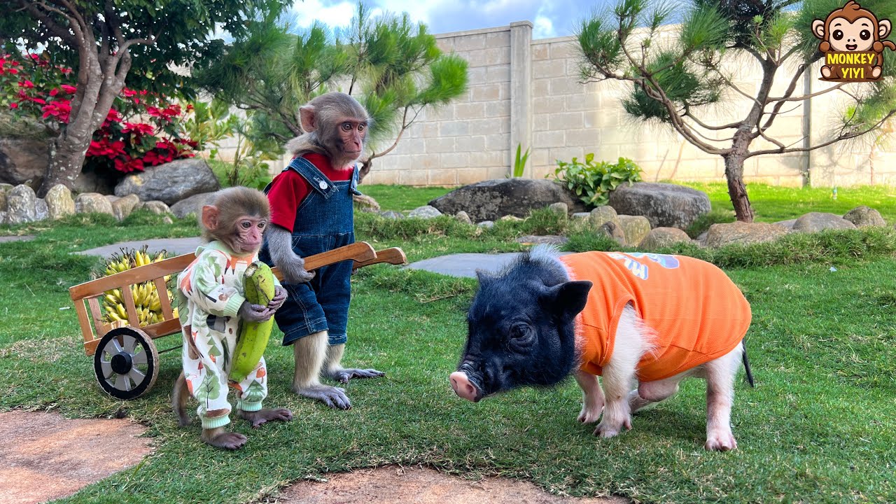 Monkey YiYi leads monkey Yumy to harvest bananas to bring to Un In ...