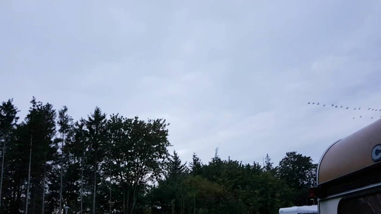 Geese/birds flying over my head - YouTube
