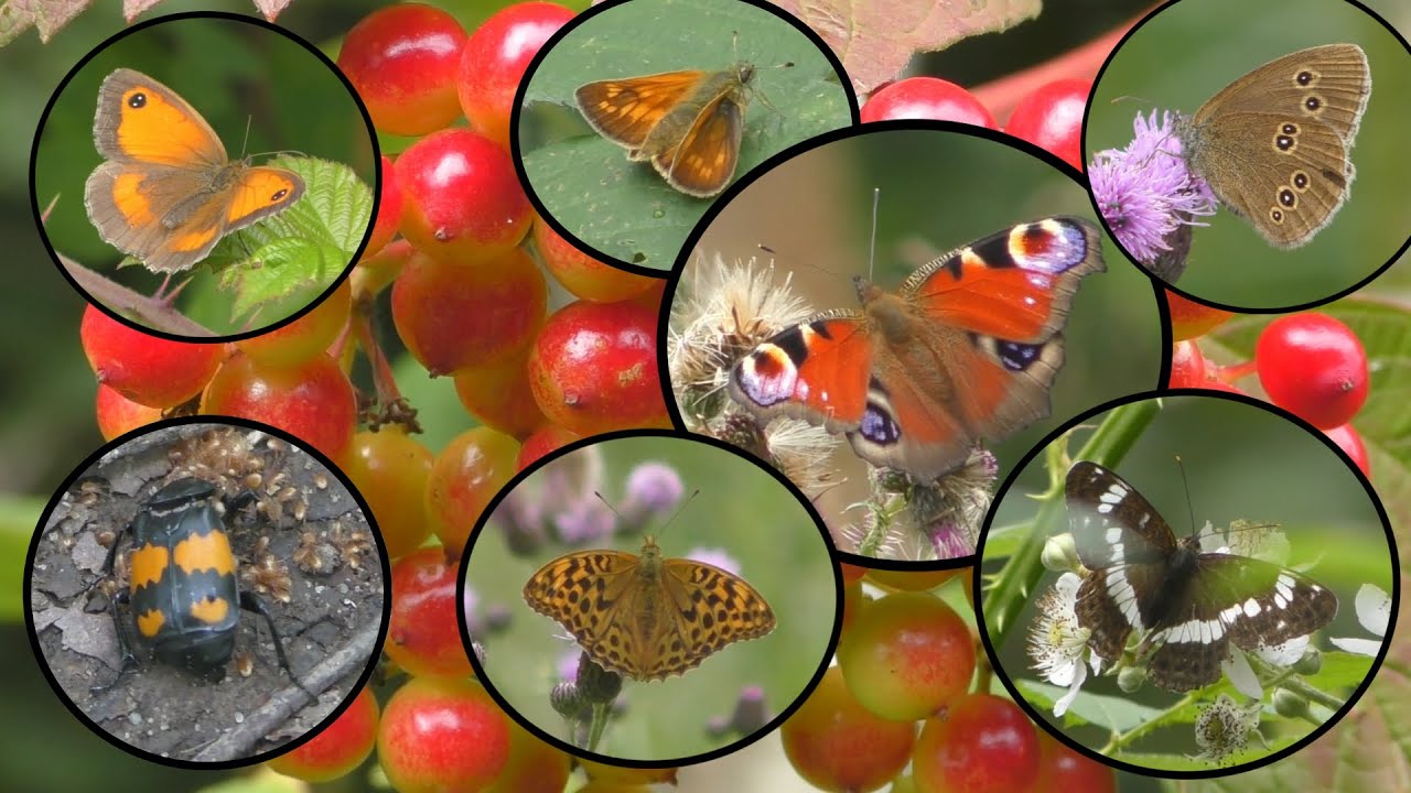 Butterflies & Other Insects at NWT Foxley Wood, July 2020 - YouTube