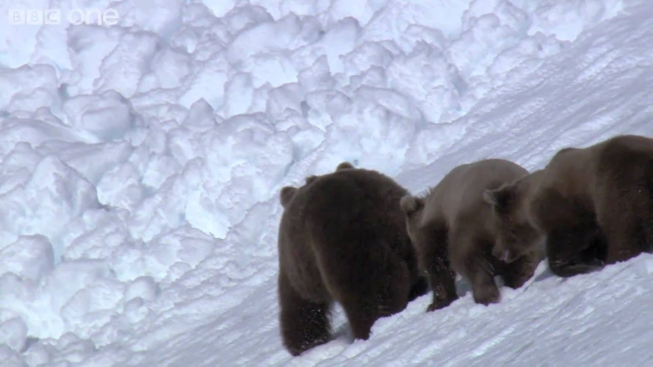 Grizzly Bears Negotiate Snowy Mountains- Nature's Great Events- The ...