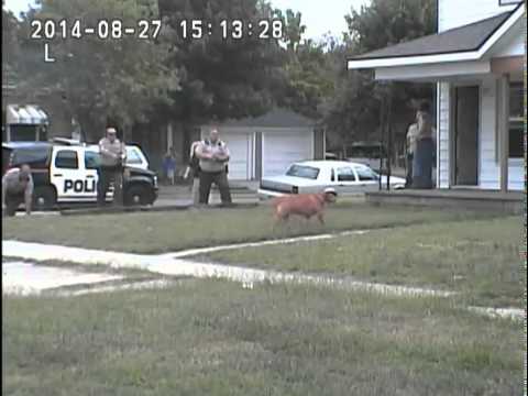 Hutch police shoot, kill pit bull that bit officer