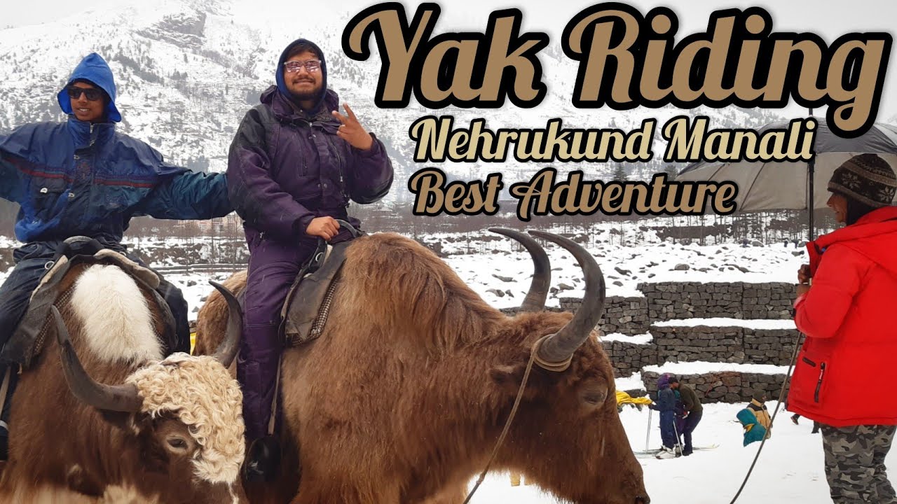 Yak Riding at Manali | Snow Point | Manali Vlog 2020 | Nehrukund ...