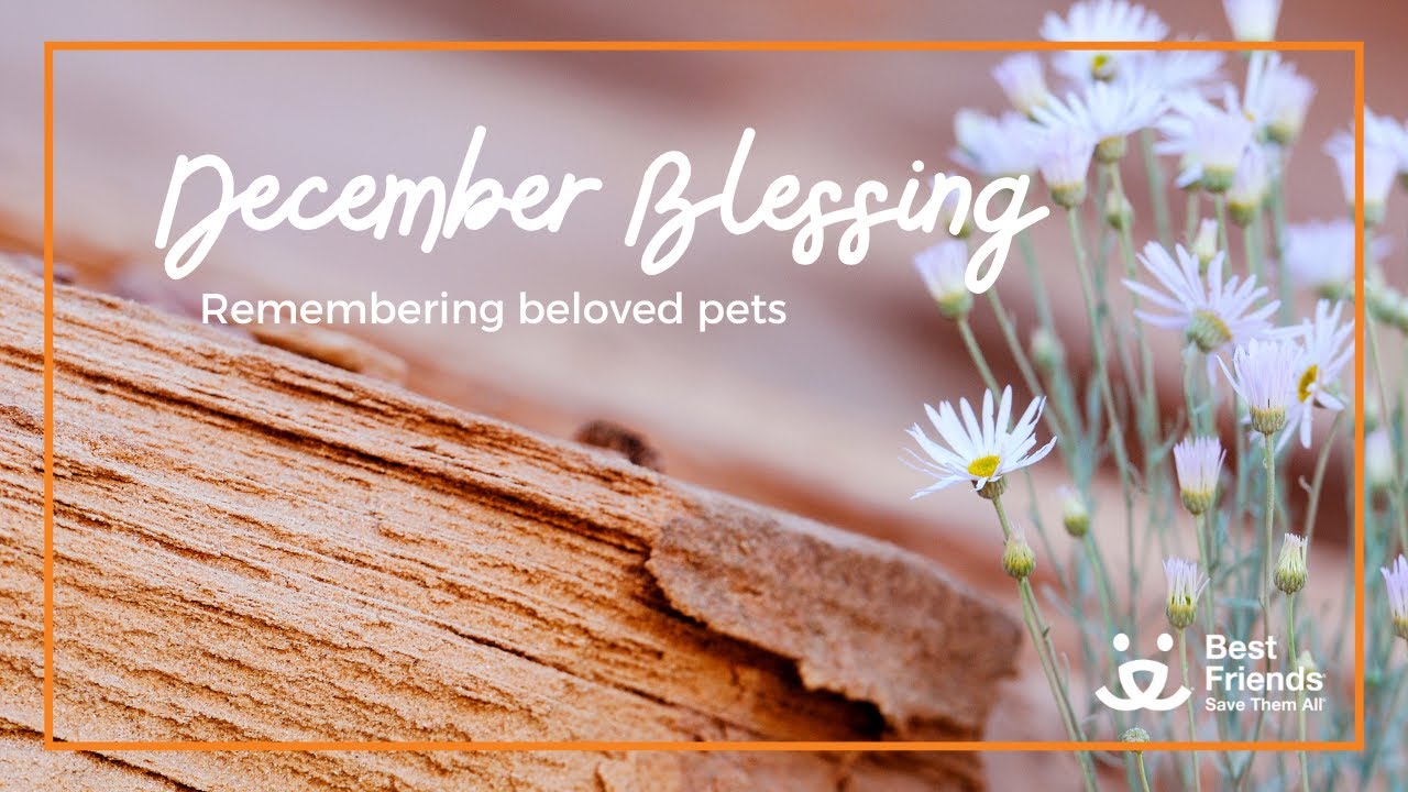 December 2024 Blessing for Beloved Pets from Angels Rest at Best ...