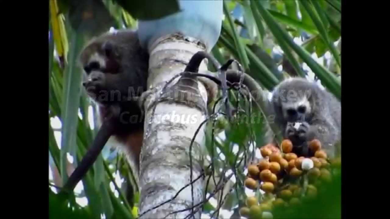 San Martin titi monkey feeding - YouTube