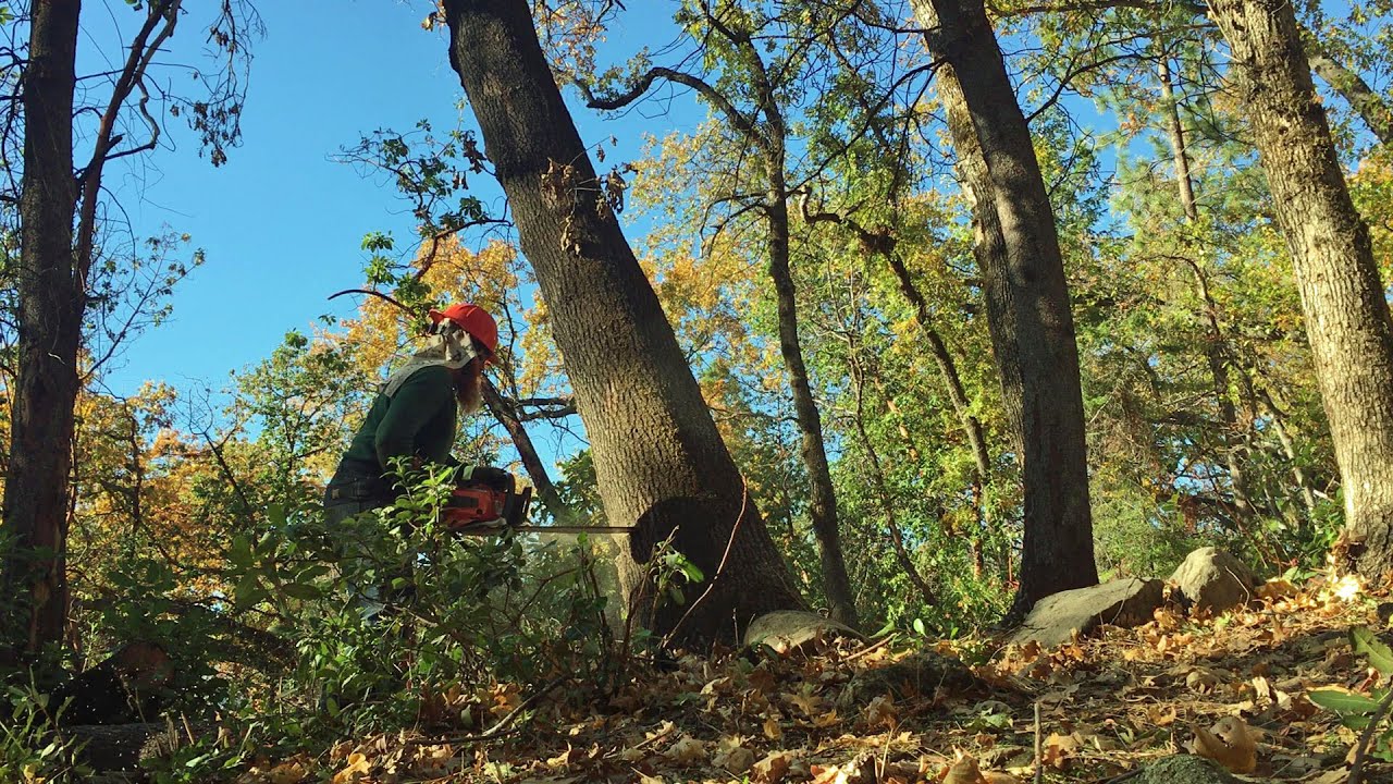 Bore Cut on Dead, Leaning, Black Oak - YouTube