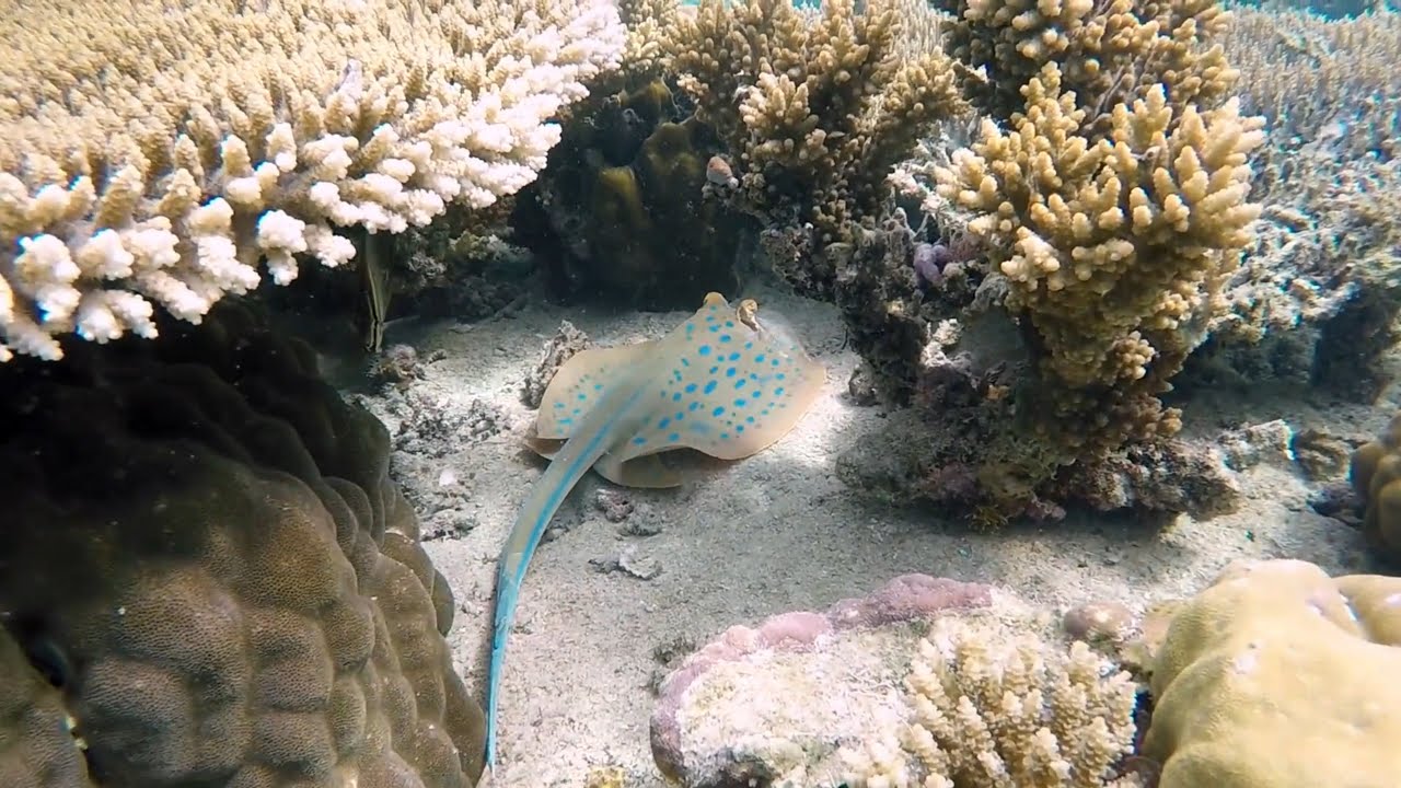 4K Underwater Stunning footage | Rare & Colorful Sea Life Video - YouTube