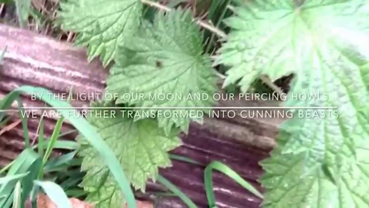 Real Wolf Spell. Grey Magic. 100% REAL - YouTube