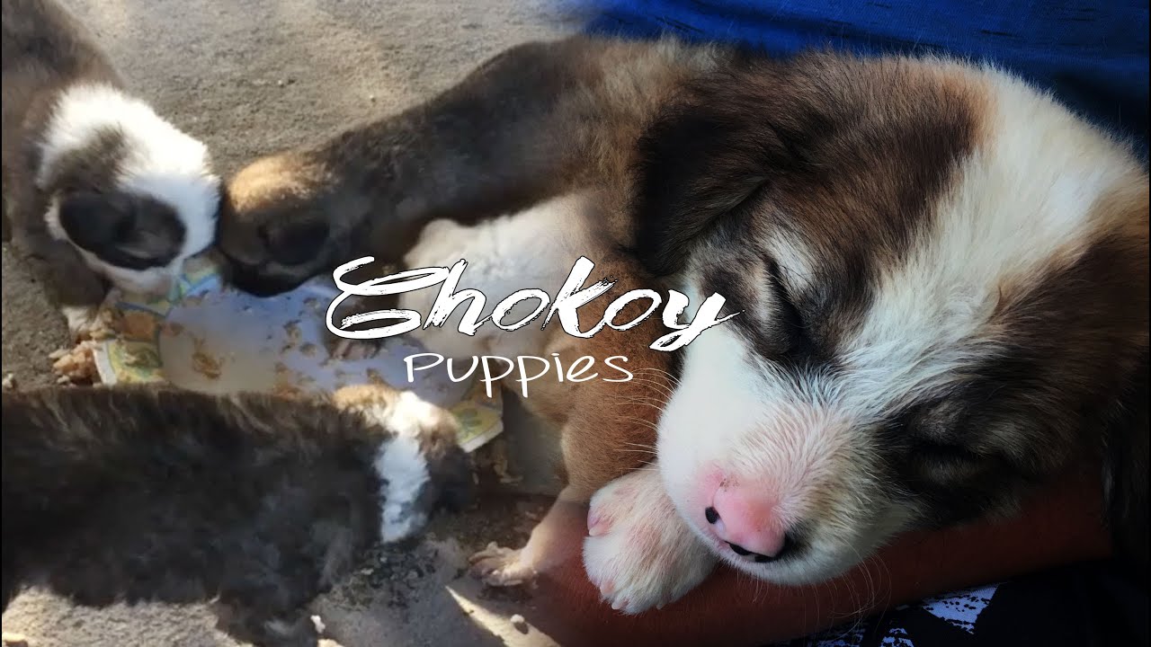 Puppies - Chokoy - YouTube